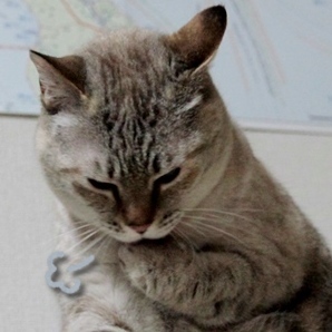 cat feeling relieved (in Clipart)