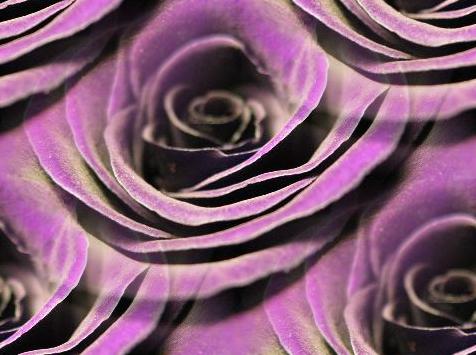 rosa (in Backgrounds)