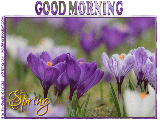 GOOD MORNING.. SPRING, CROCUS, SEASONS, TEXT (in Seasonal)