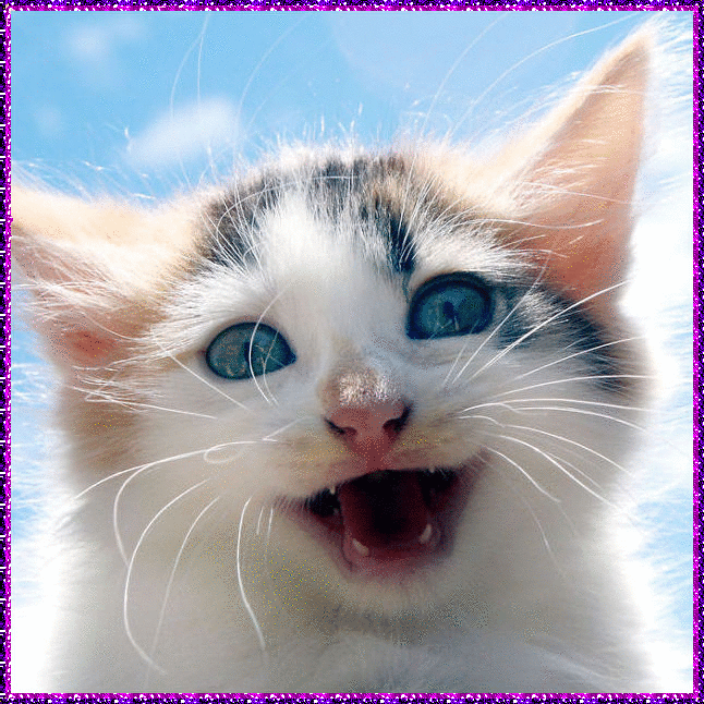 cat (in Sparkles)