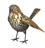 brown bird (in Animated GIFs)