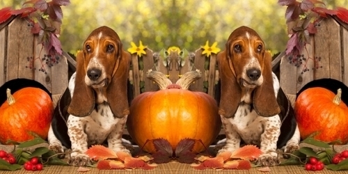 Autumn Basset Hound (in Backgrounds)