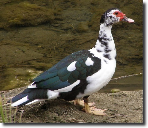 piebald duck (in Clipart)