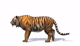 tiger (in Animated GIFs)