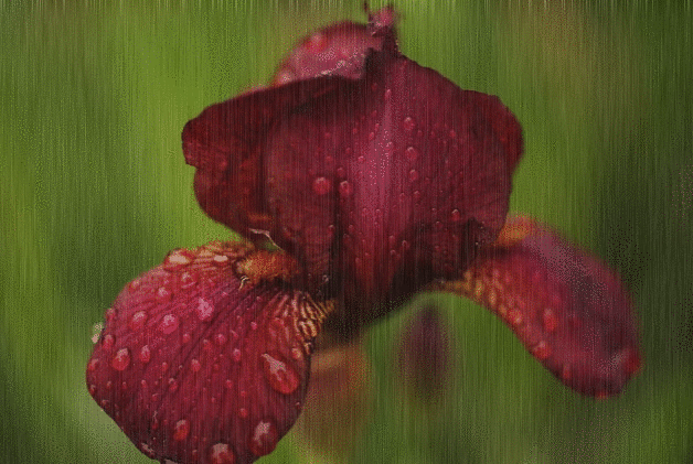 red iris (in Animated GIFs)