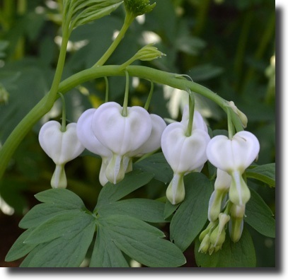 white dicentra (in Clipart)