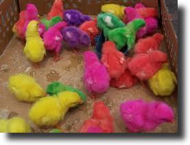 Colored chicks (in Clipart)