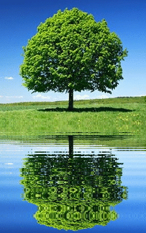 tree (in Animated GIFs)