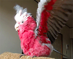 galah (in Animated GIFs)
