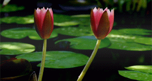 lotus flower (in Animated GIFs)