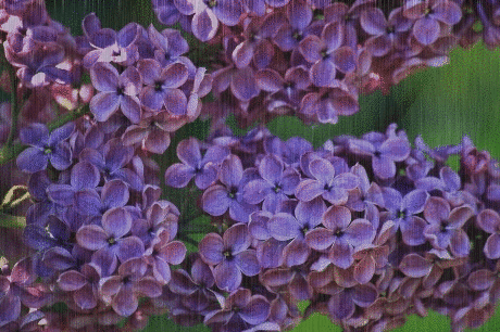 lilac flower in the rain (in Animated GIFs)