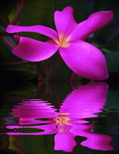 pink flower (in Animated GIFs)