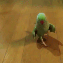 green parrot (in Animated GIFs)