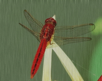 red insect in the rain (in Animated GIFs)