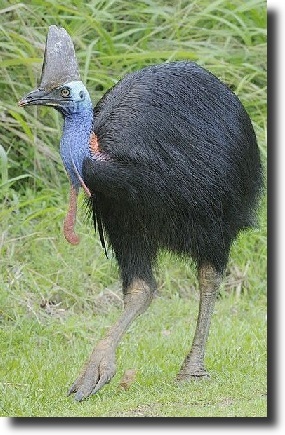 kazuár (in Clipart)