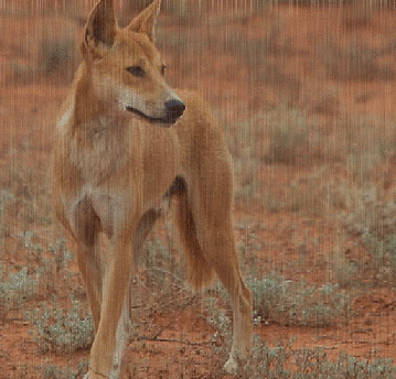 dingo in the rain (in Animated GIFs)