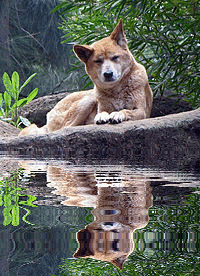 dingo (in Animated GIFs)