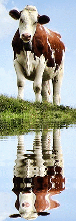 cow (in Animated GIFs)