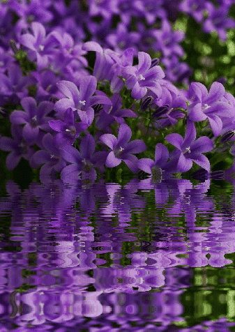 purple flower (in Animated GIFs)