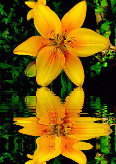 yellow lily (in Animated GIFs)