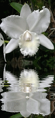 white orchid (in Animated GIFs)