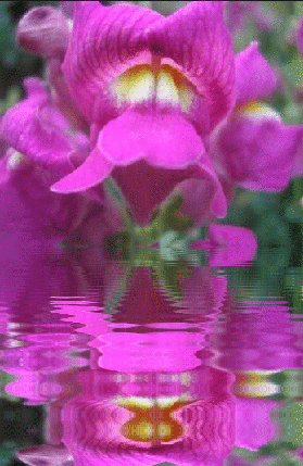 pink snapdragon (in Animated GIFs)