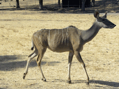 kudu (in Animated GIFs)