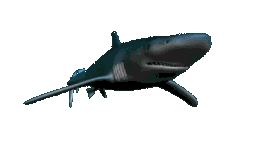shark (in Animated GIFs)