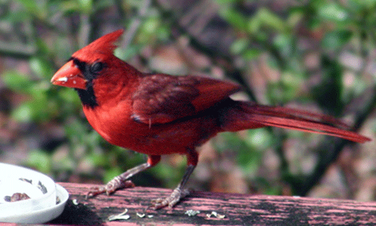 Cardinal (in Animated GIFs)