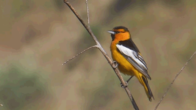 bird (in Animated GIFs)
