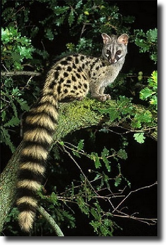 Petymeg (in Clipart)