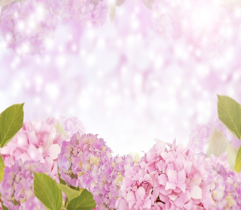 Pink Hydrangea Background (in Backgrounds)
