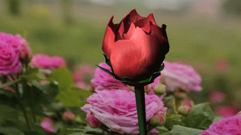 the butterfly in the rose (in Animated GIFs)