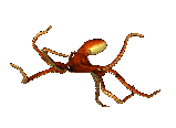 octopus spinning (in Animated GIFs)