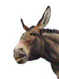 mule (in Animated GIFs)