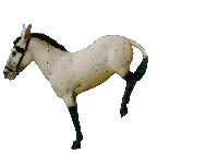 mule kicking (in Animated GIFs)