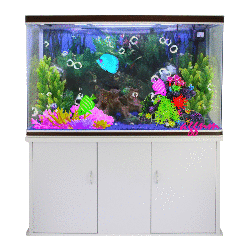 fish aquarium (in Animated GIFs)