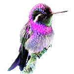 Hummingbird (in Animated GIFs)