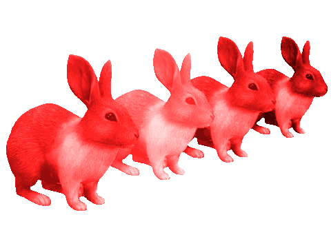 bunnies (in Animated GIFs)