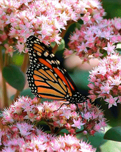 butterfly (in Animated GIFs)