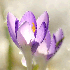 Crocus (in Sparkles)