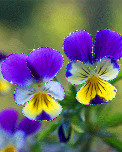 pansies (in Sparkles)