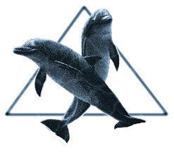 dolphins (in Animated GIFs)