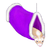 ferret (in Animated GIFs)