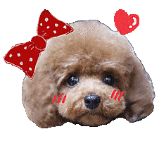 poodle (in Animated GIFs)