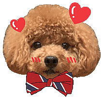 poodle (in Animated GIFs)