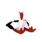 Stilts the bird (in Animated GIFs)