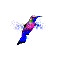 hummingbird (in Animated GIFs)