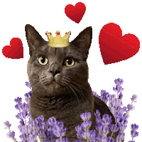 cat love (in Animated GIFs)