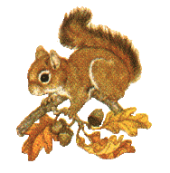 squirrel (in Animated GIFs)